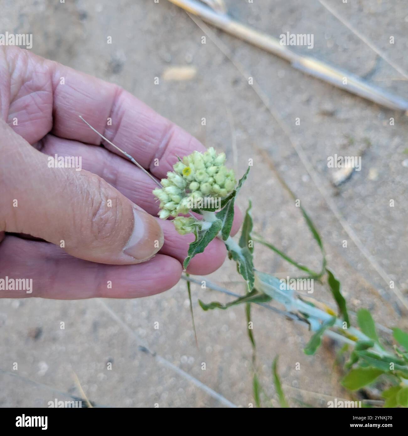two-color rabbit tobacco (Pseudognaphalium biolettii Stock Photo - Alamy