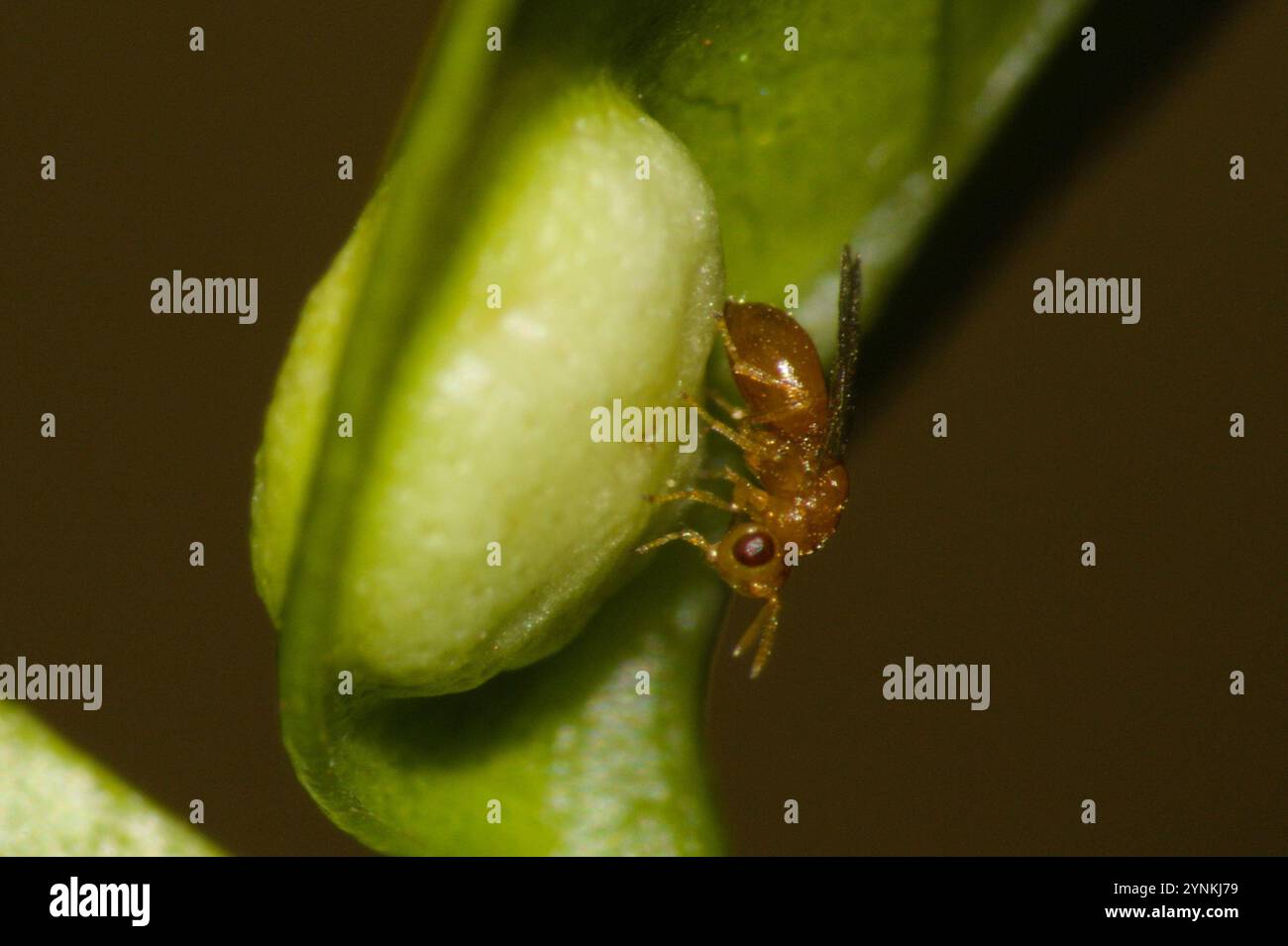 Chalcidoid Wasps (Chalcidoidea Stock Photo - Alamy