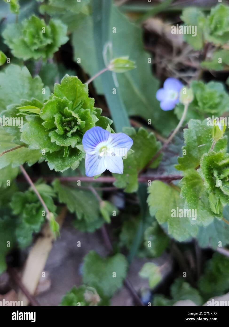 bird's-eye speedwell (Veronica persica Stock Photo - Alamy