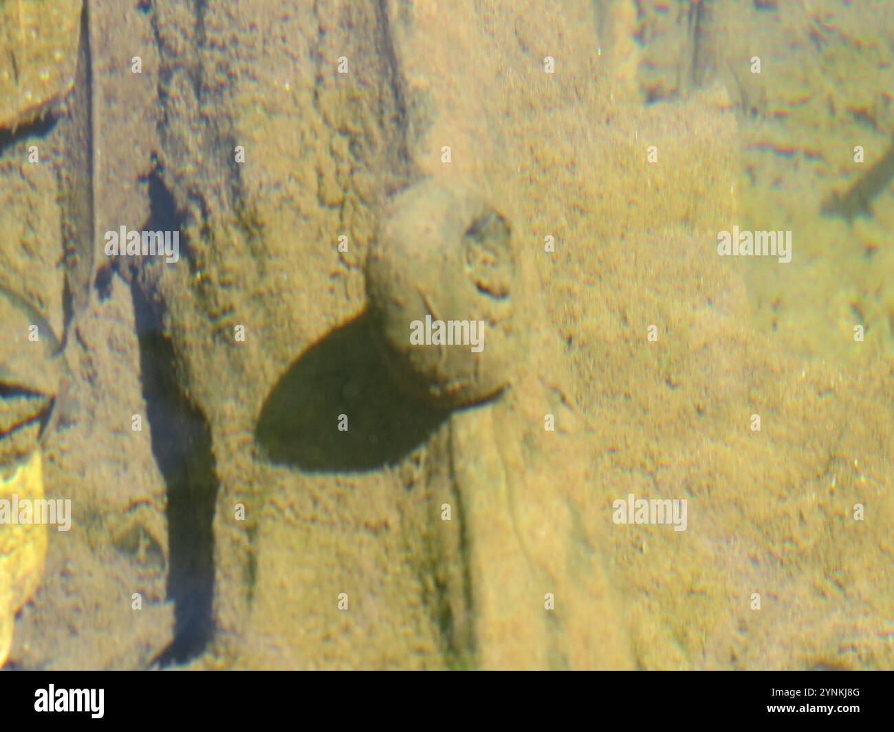 Great Ram's-horn (Planorbarius corneus Stock Photo - Alamy