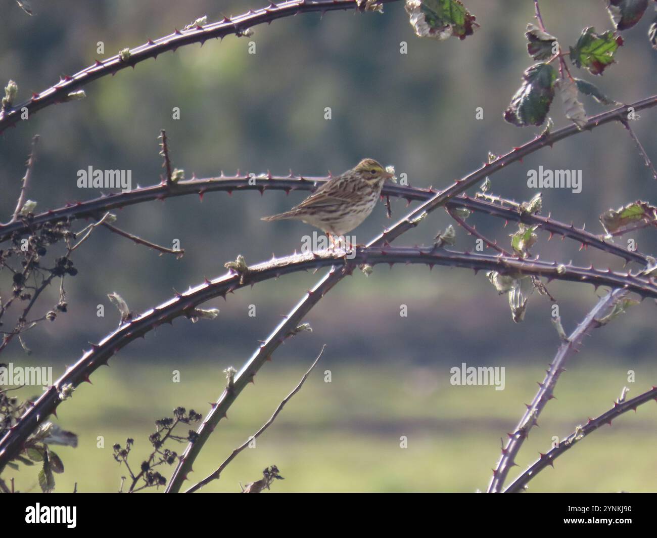Savannah Sparrow (Passerculus sandwichensis Stock Photo - Alamy