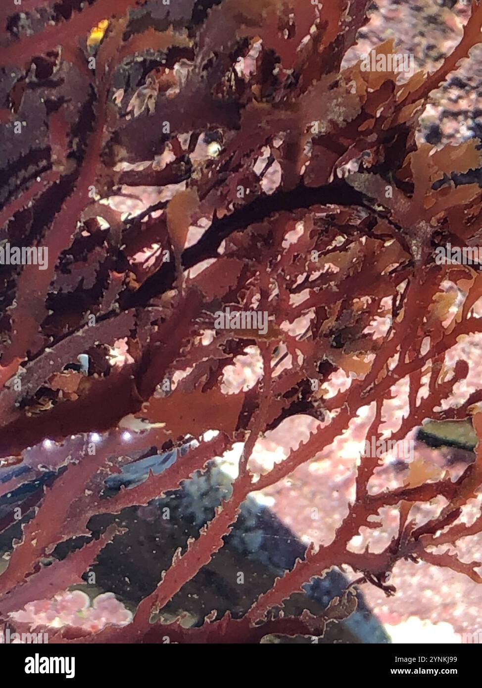 red algae (Rhodophyta Stock Photo - Alamy