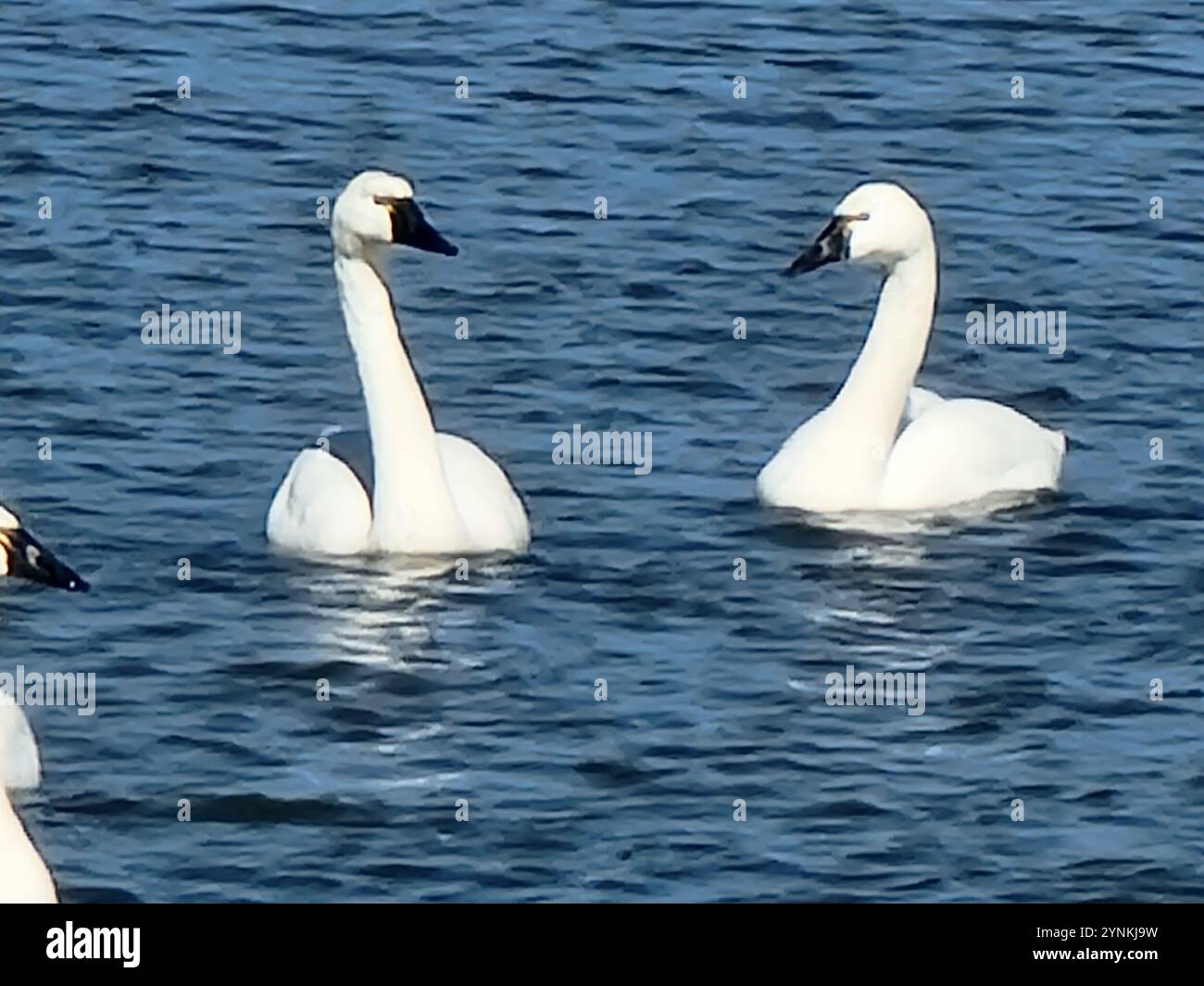 Tundra Swan (Cygnus columbianus Stock Photo - Alamy