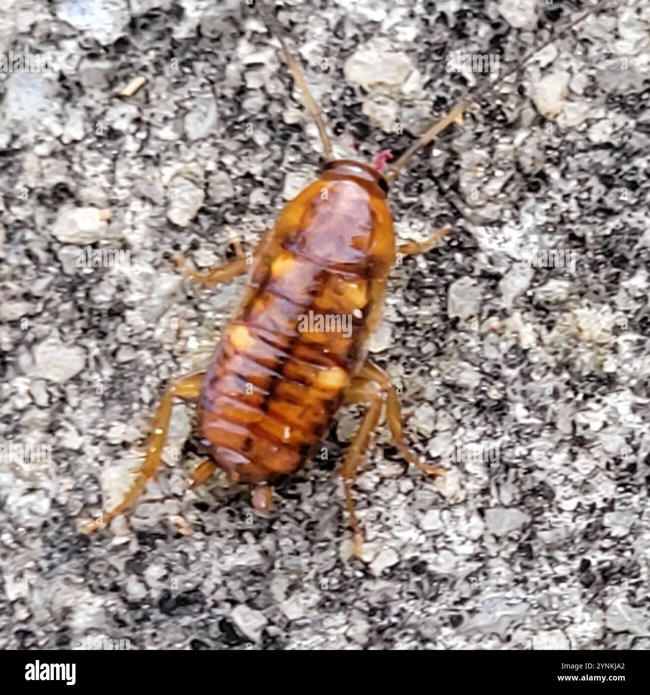 Cockroaches and Termites (Blattodea Stock Photo - Alamy