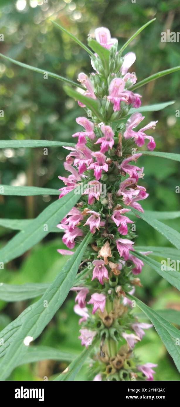 Chinese motherwort (Leonurus japonicus Stock Photo - Alamy