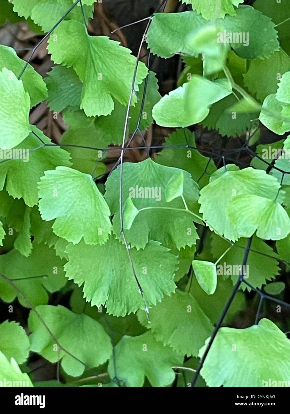 California Maidenhair Fern (Adiantum jordanii Stock Photo - Alamy