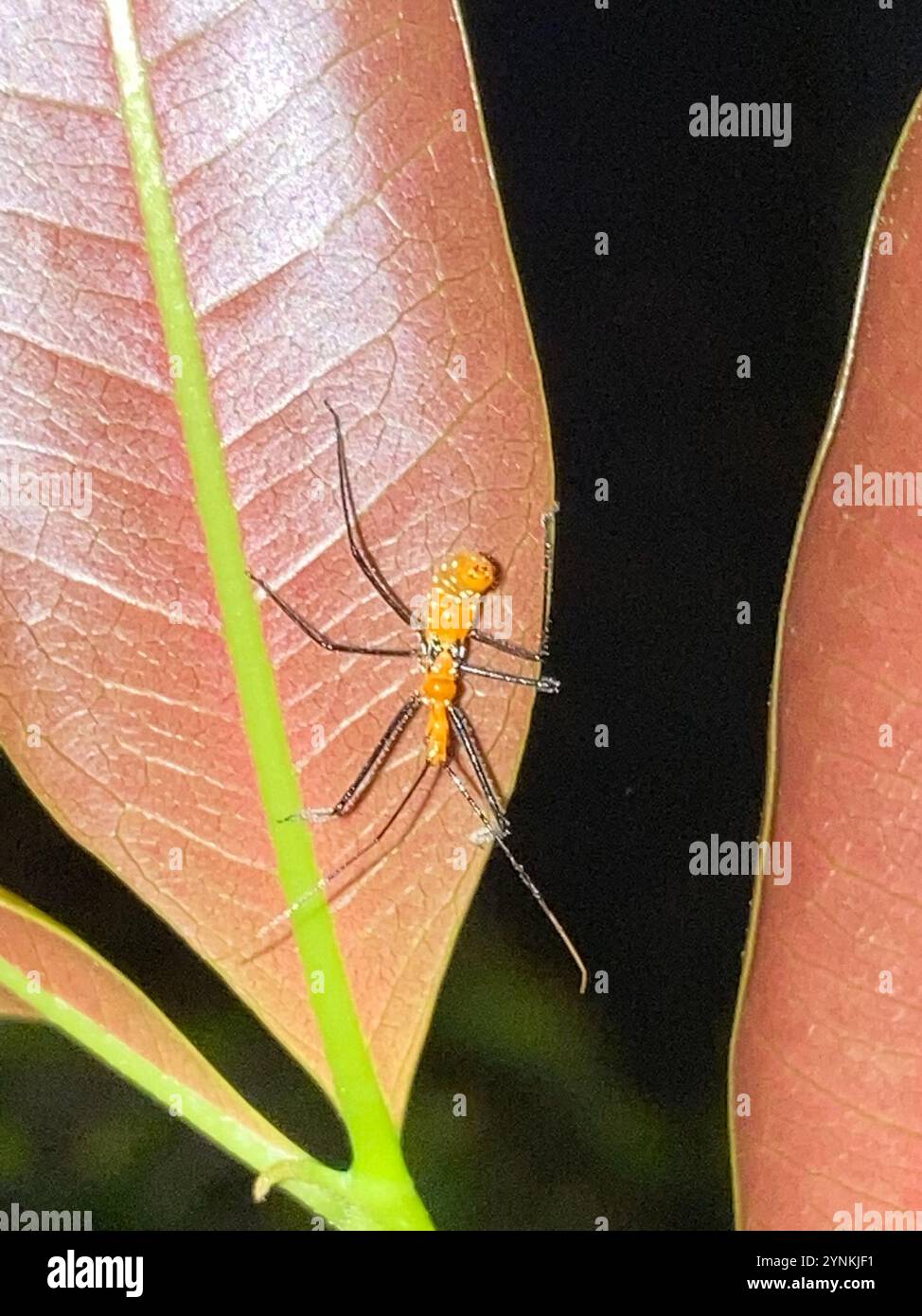 Milkweed Assassin Bug (Zelus longipes Stock Photo - Alamy