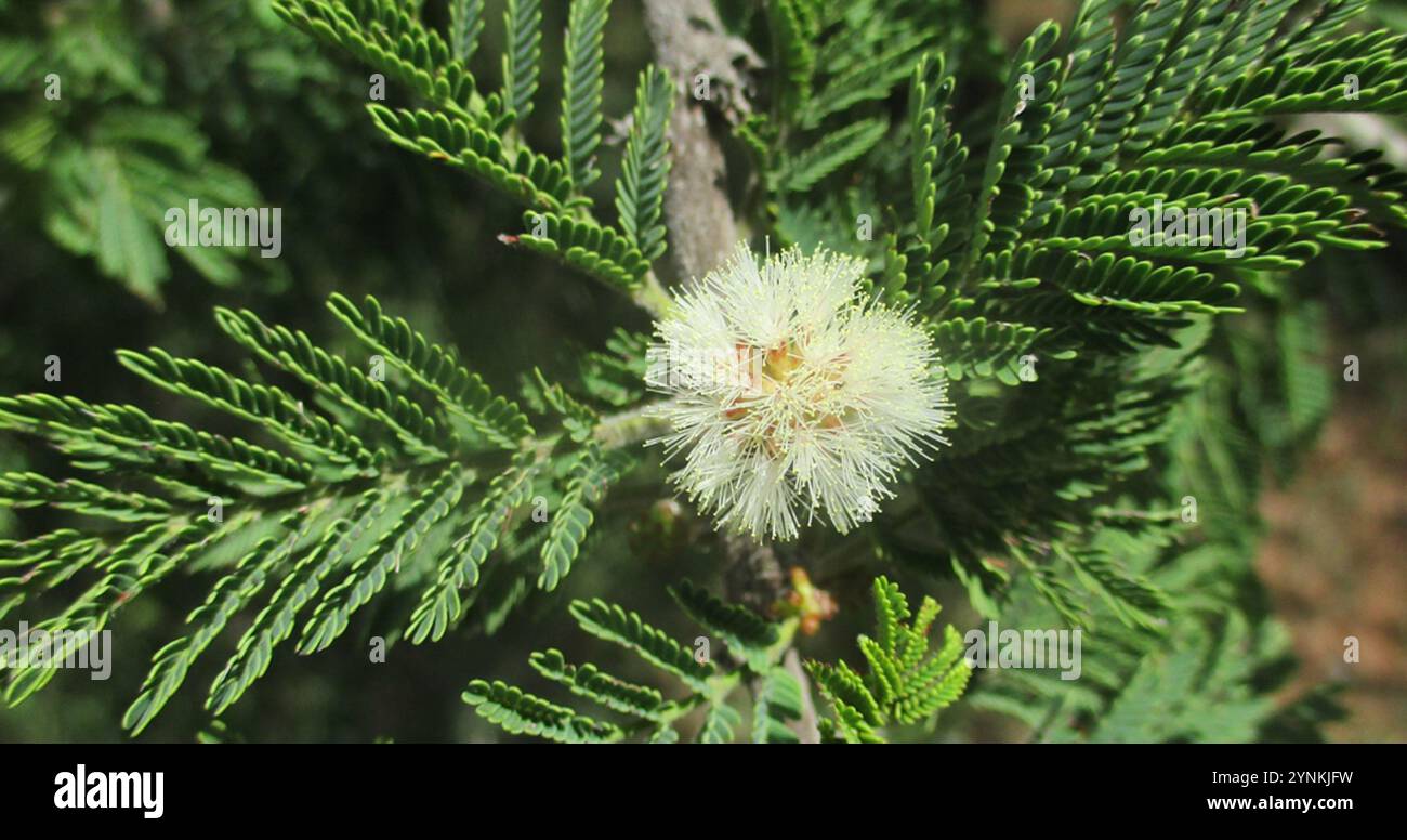 thorn trees (Vachellia Stock Photo - Alamy