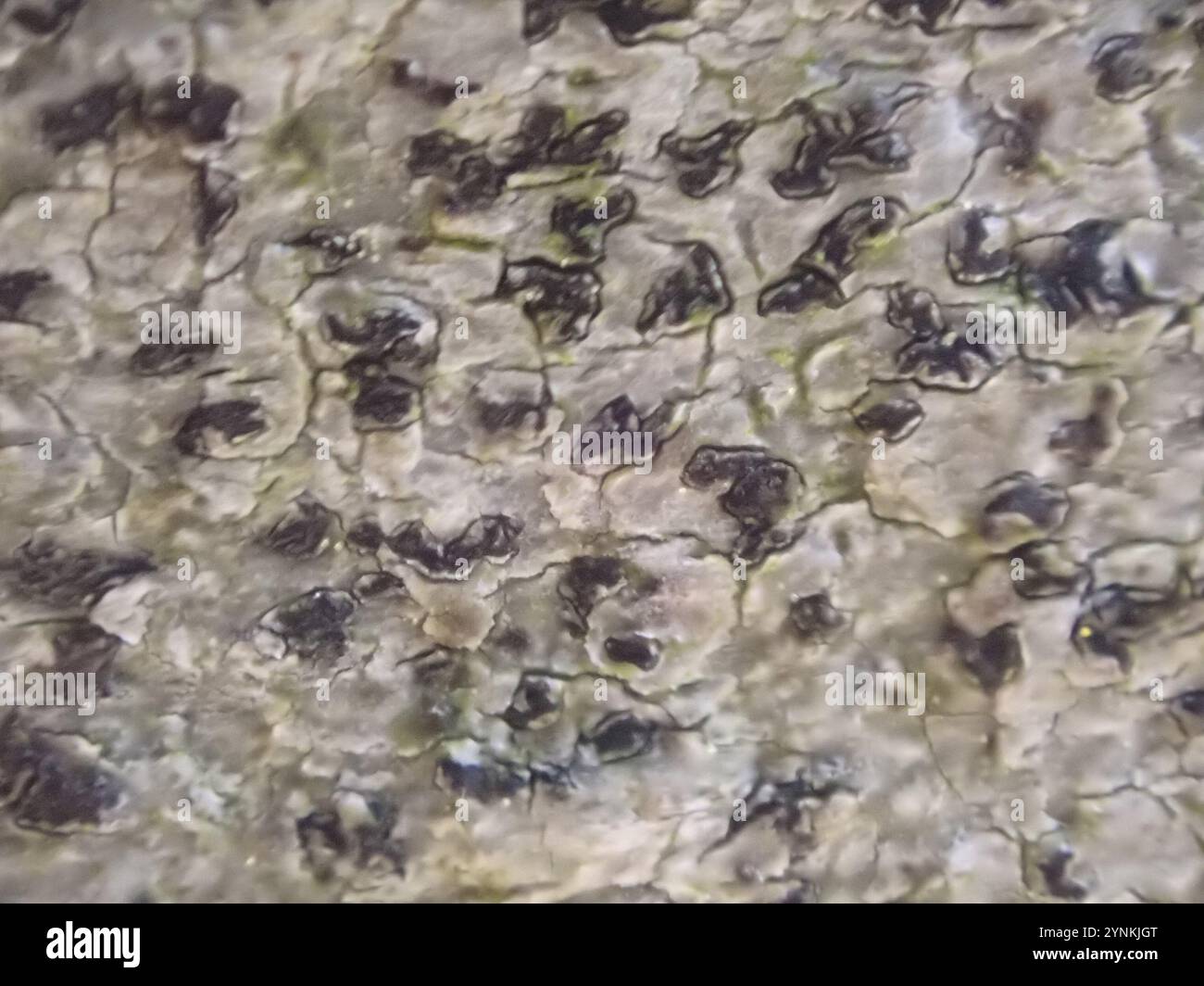 Asterisk Lichen (Arthonia radiata Stock Photo - Alamy