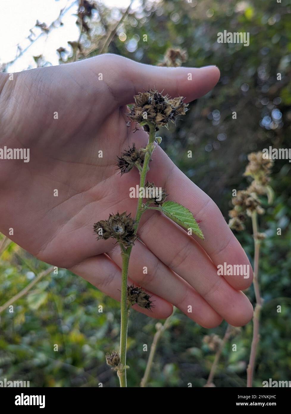 flannel weed (Sida cordifolia Stock Photo - Alamy
