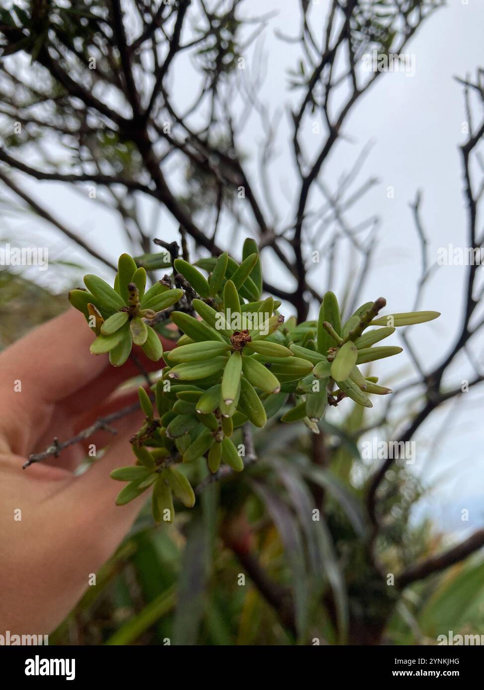 Hall's totara (Podocarpus laetus Stock Photo - Alamy