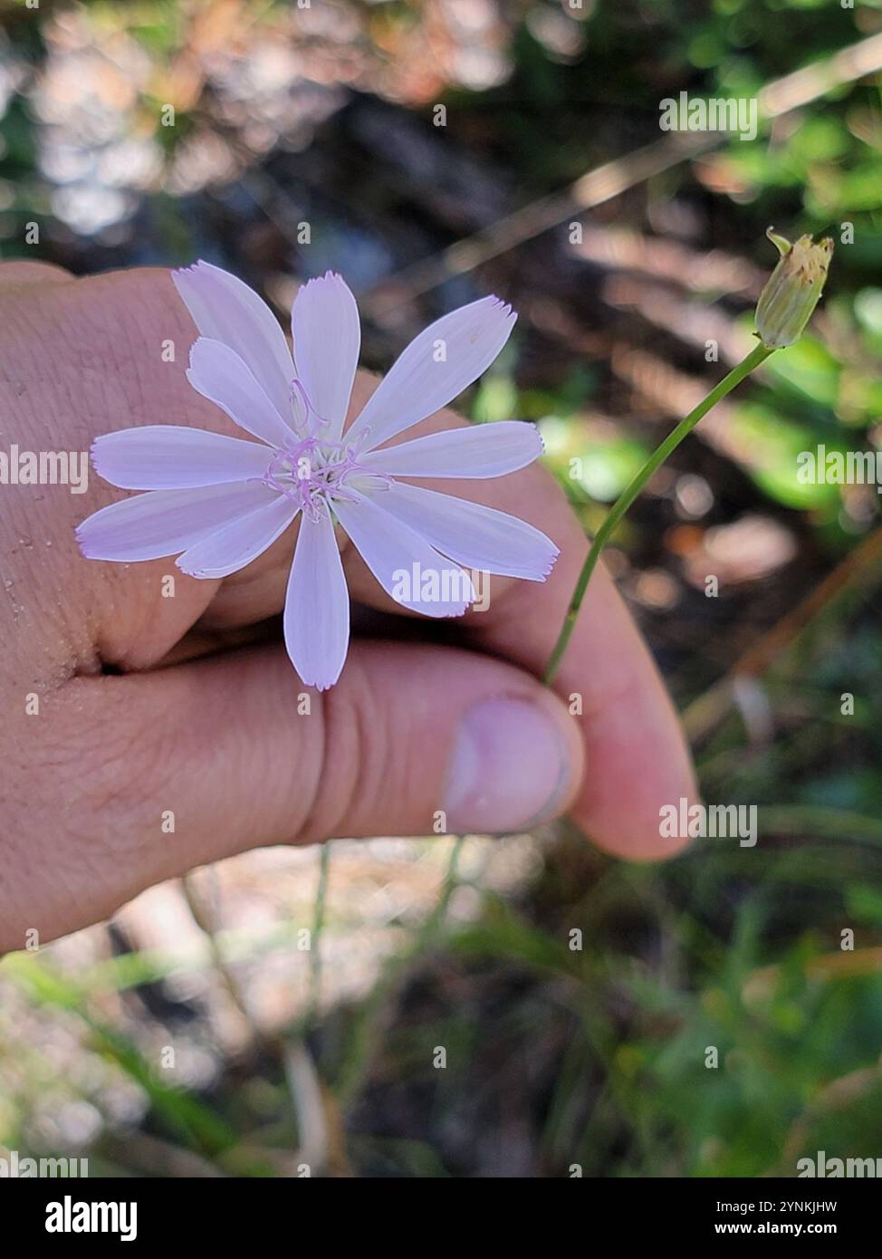 rose rush (Lygodesmia aphylla Stock Photo - Alamy