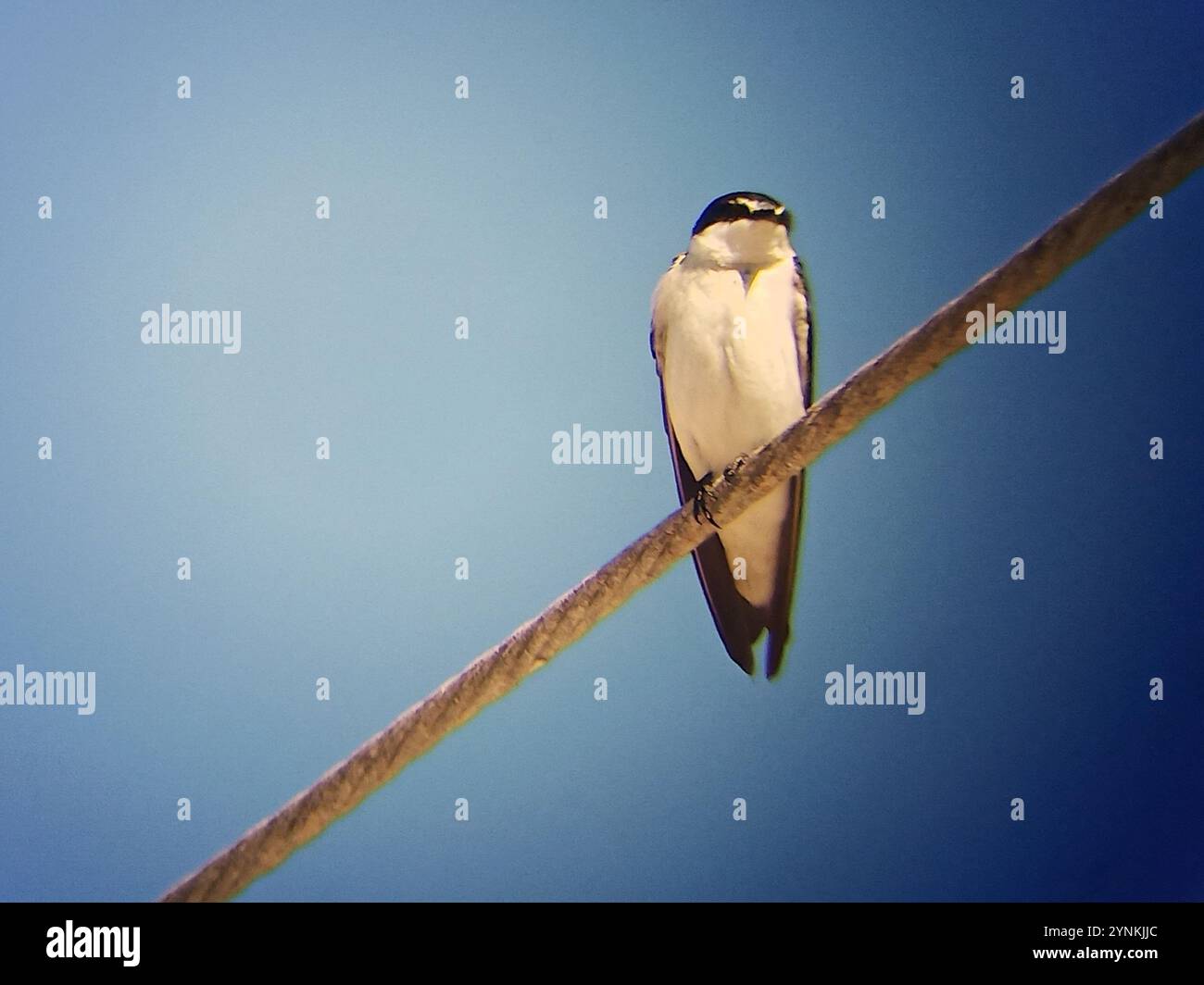 Mangrove Swallow (Tachycineta albilinea Stock Photo - Alamy
