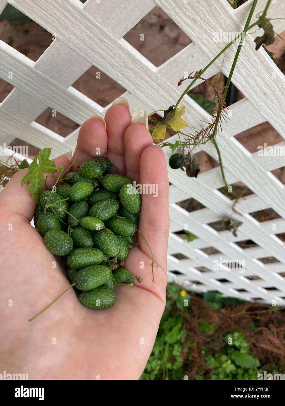 creeping cucumber (Melothria pendula Stock Photo - Alamy