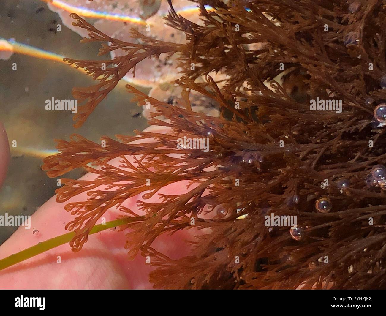 Coarse sea lace hi-res stock photography and images - Alamy