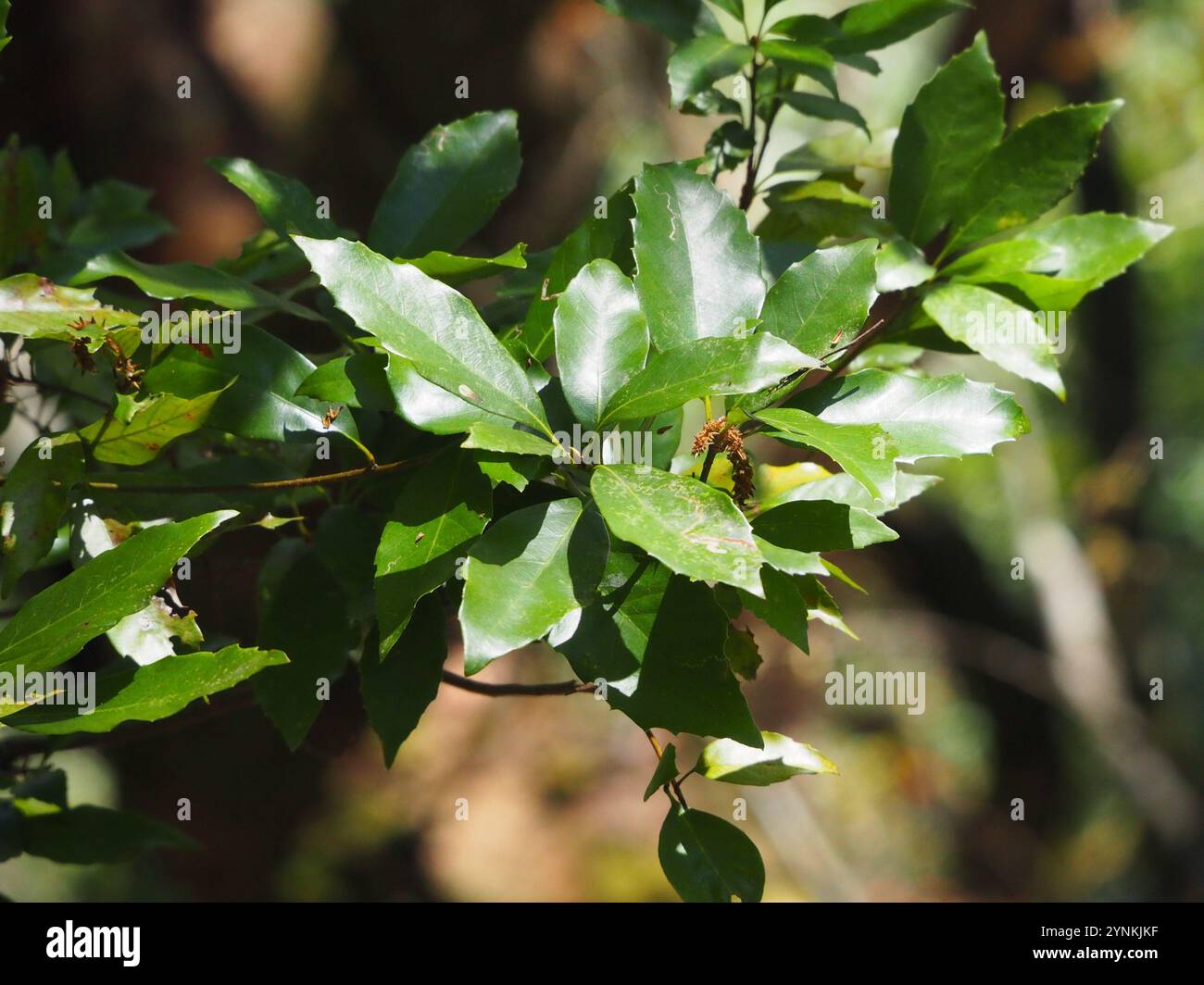 ring-cupped oak (Quercus glauca Stock Photo - Alamy
