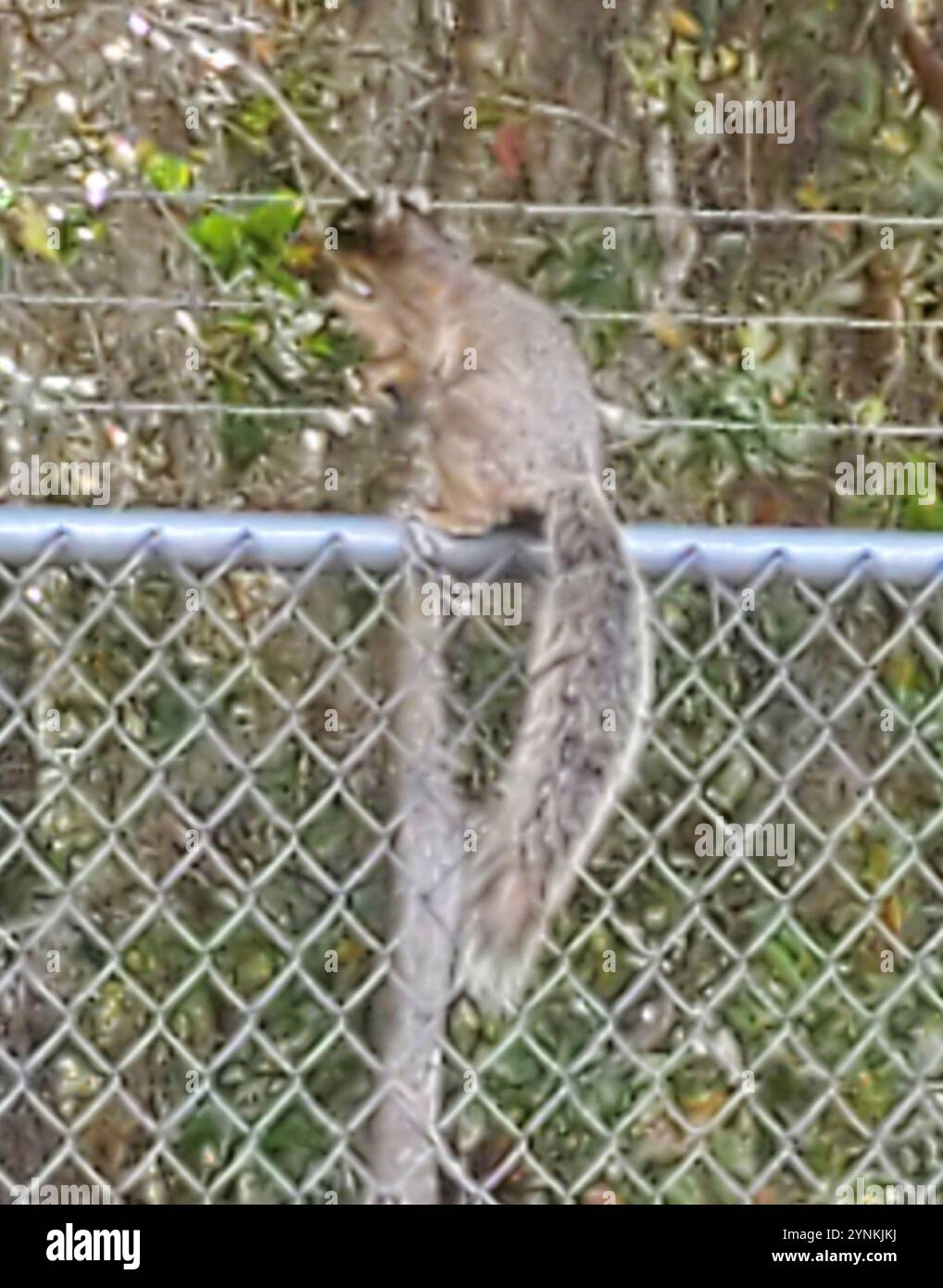Eastern Fox Squirrel (Sciurus niger Stock Photo - Alamy