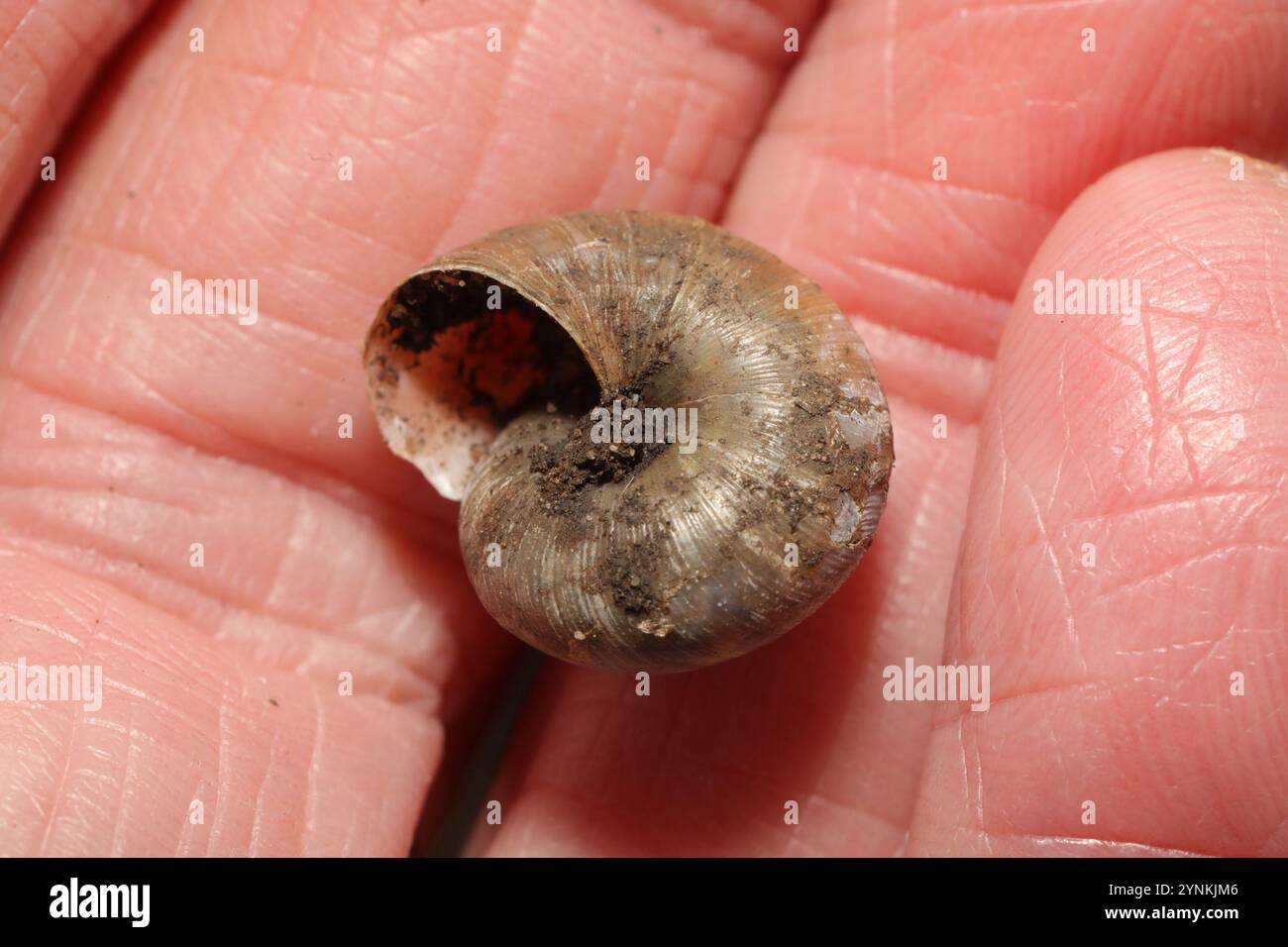 Kentish Snail (Monacha cantiana Stock Photo - Alamy