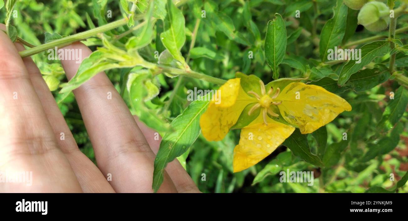 Peruvian primrose-willow (Ludwigia peruviana Stock Photo - Alamy