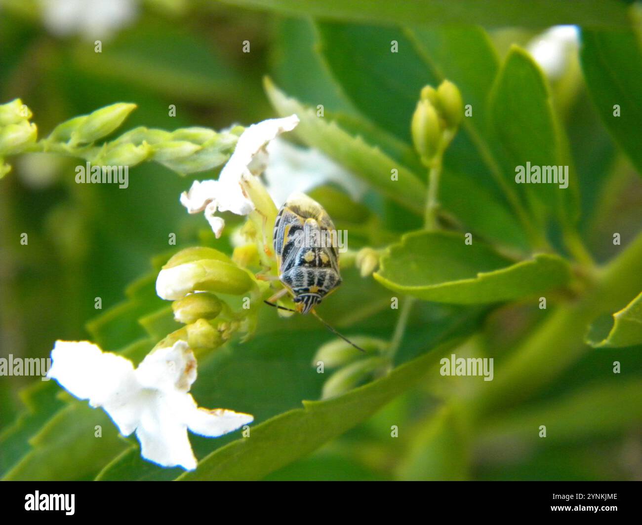 Variegated Coffee Bugs (Antestiopsis Stock Photo - Alamy