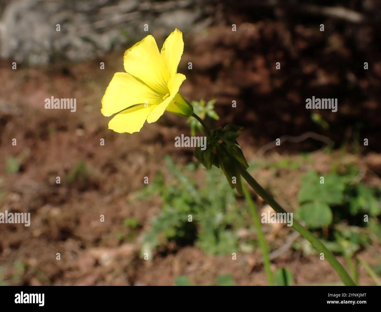 Bermuda buttercup (Oxalis pes-caprae Stock Photo - Alamy