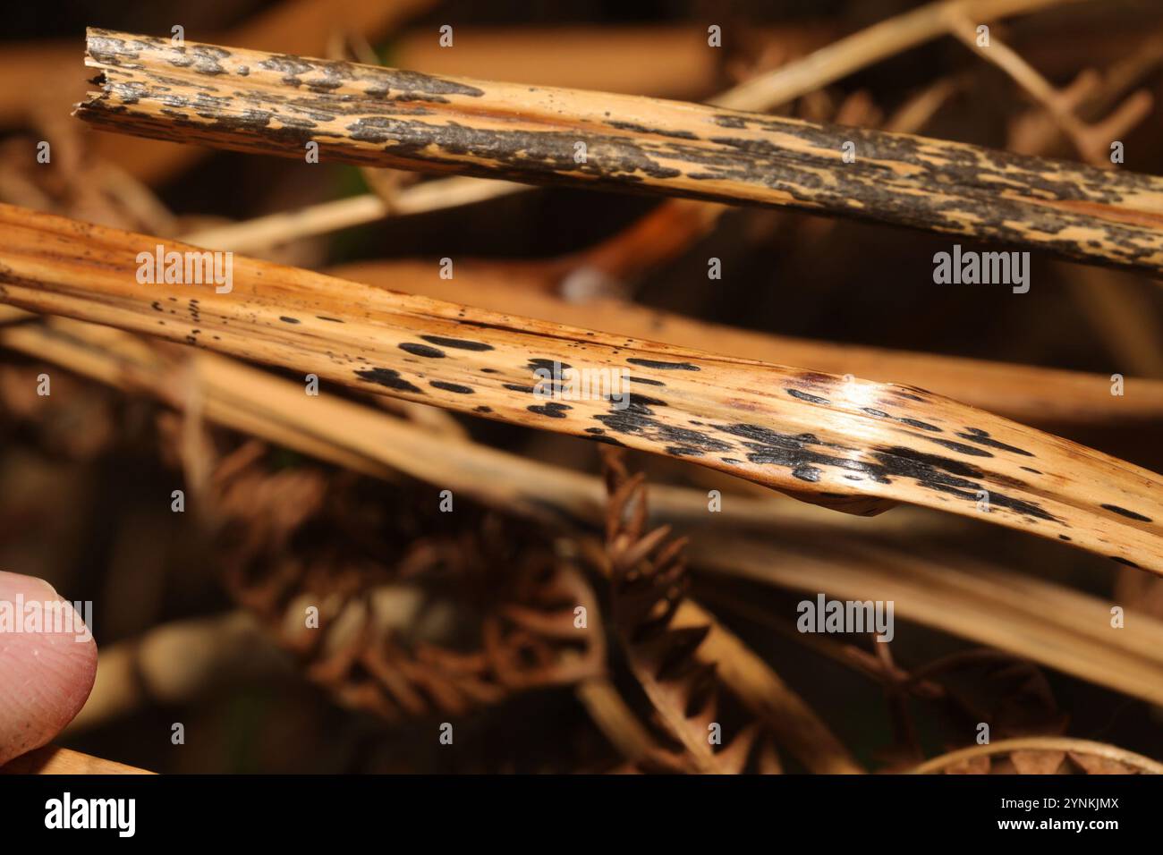 Map of bracken hi-res stock photography and images - Alamy