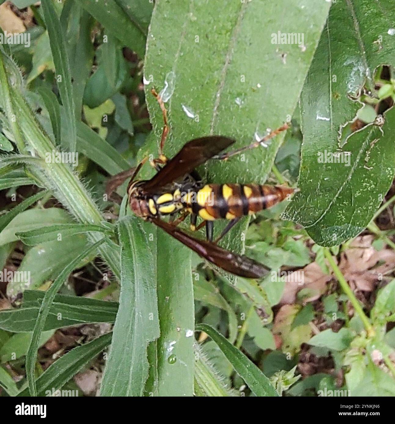 Variegated Paper Wasp (Polistes versicolor Stock Photo - Alamy