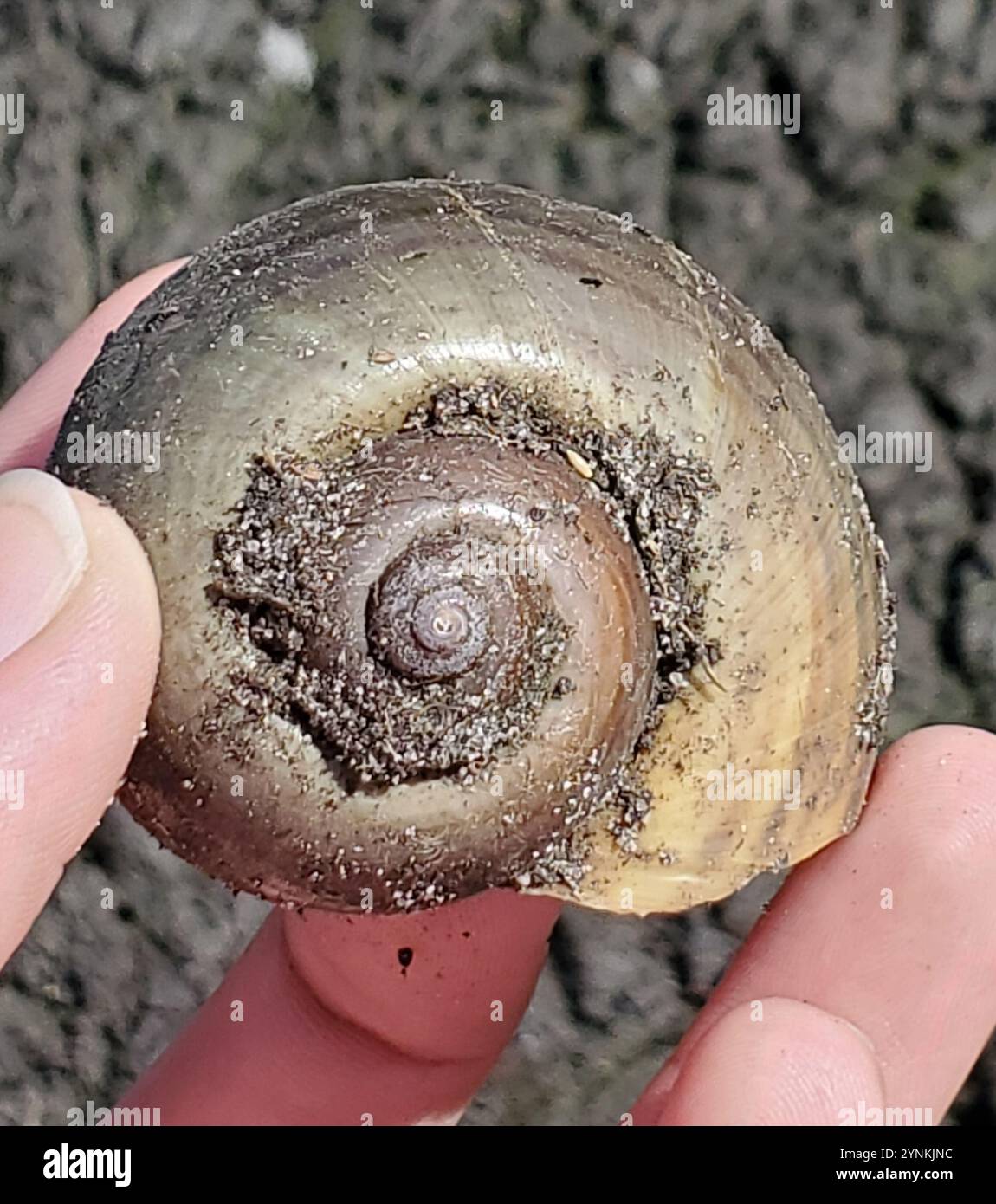 Common Apple Snails (Pomacea Stock Photo - Alamy
