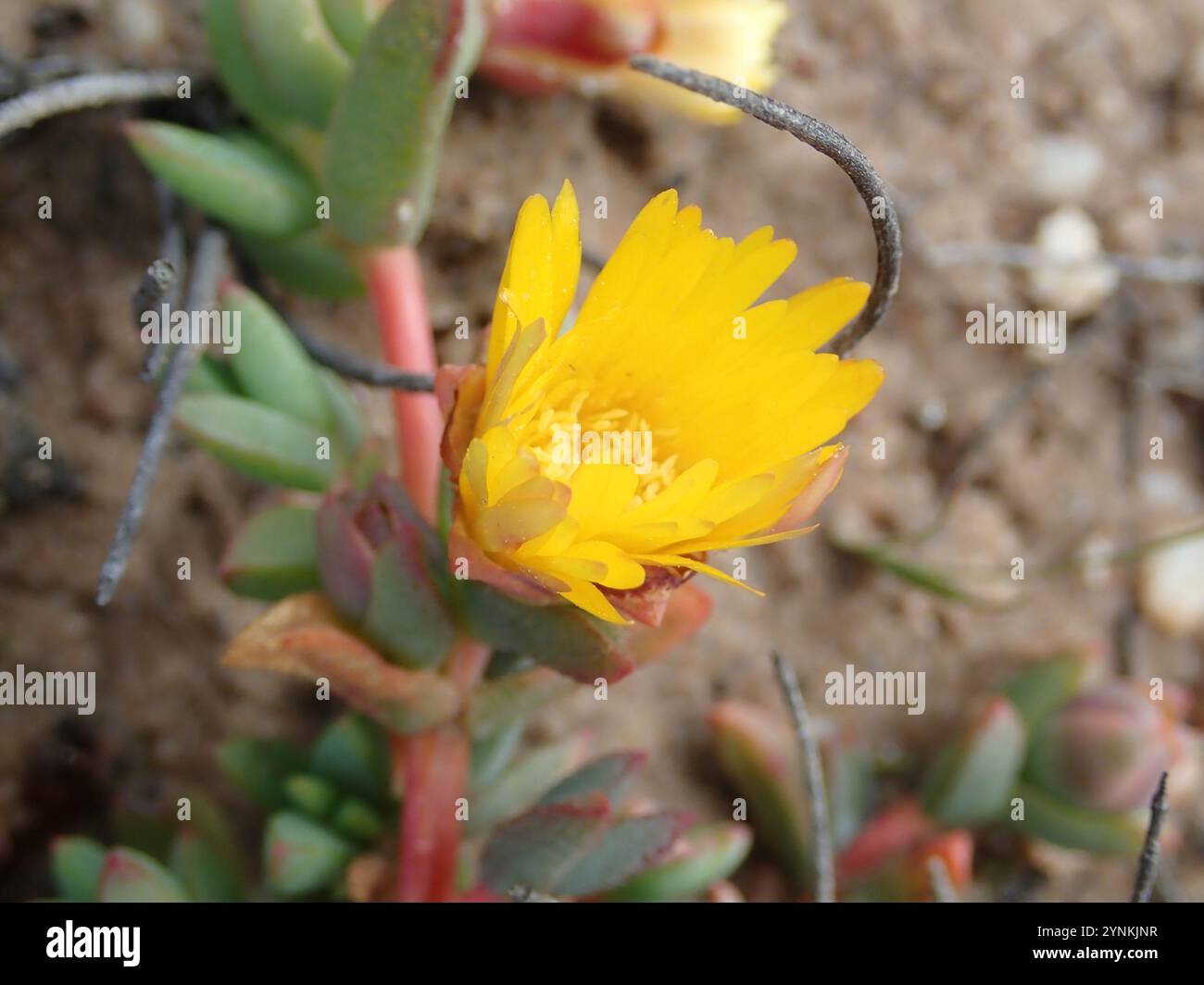 Lampranthus glaucus hi-res stock photography and images - Alamy