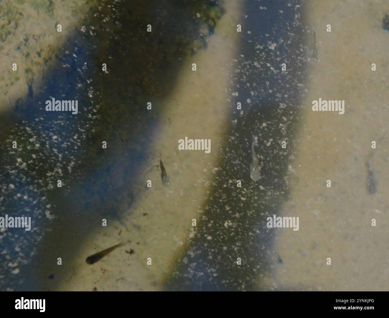 Rivulines, Killifishes, and Livebearers (Cyprinodontiformes Stock Photo ...