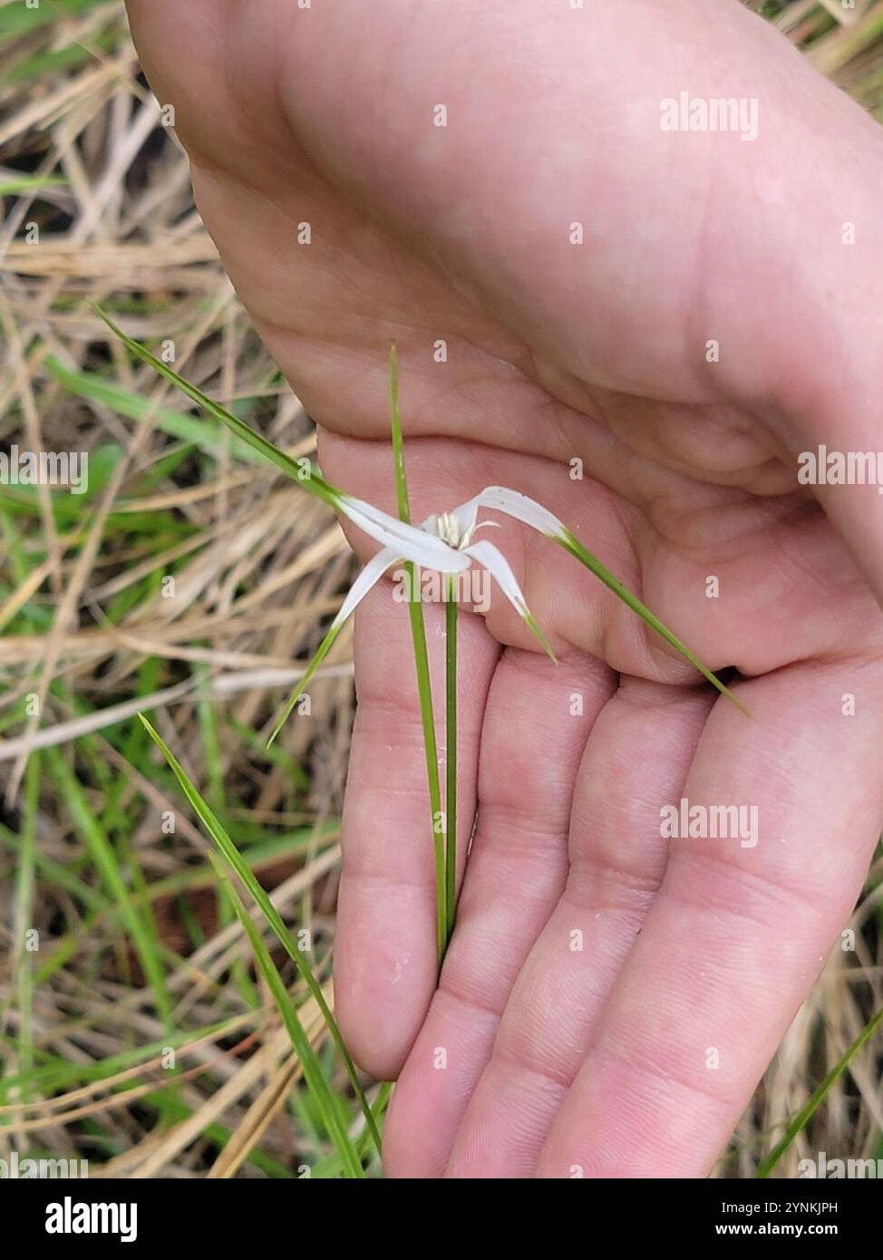 Rhynchospora colorata hi-res stock photography and images - Alamy