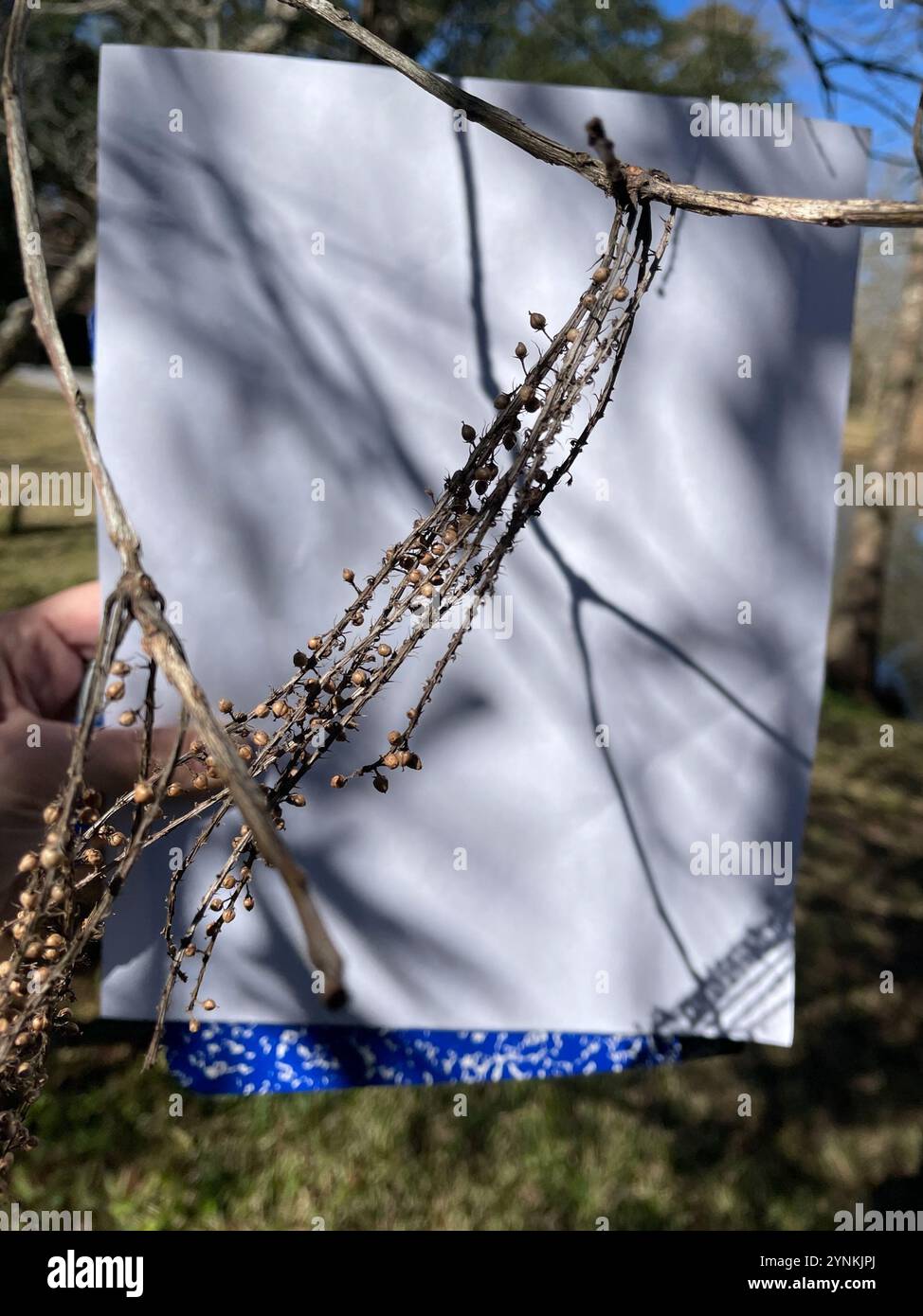 Swamp titi (Cyrilla racemiflora Stock Photo - Alamy