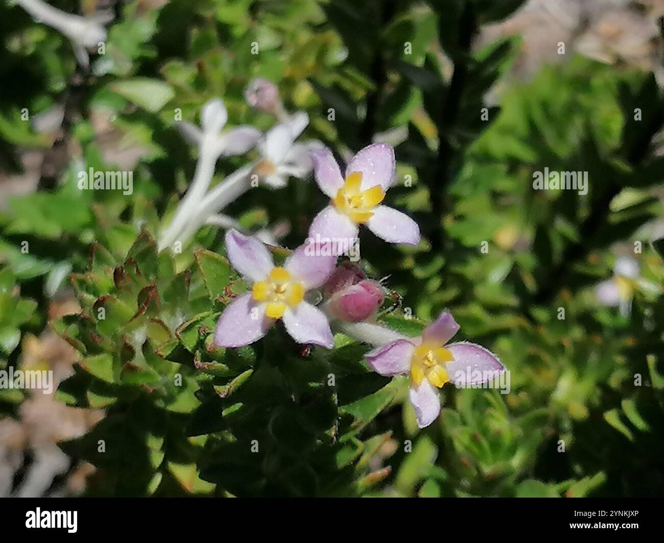 Hairyflower Capesaffron (Gnidia tomentosa Stock Photo - Alamy