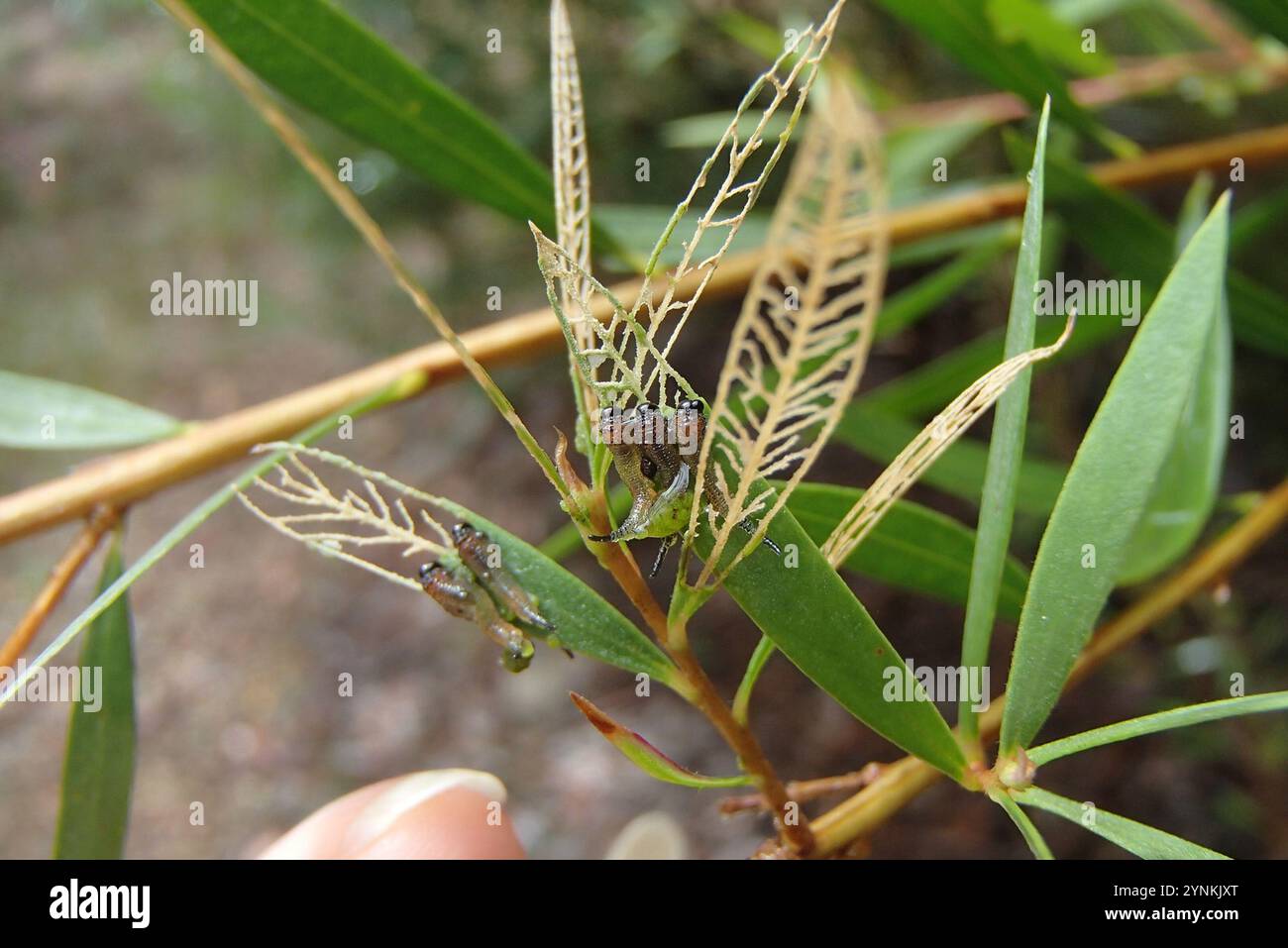 Sawflies, Horntails, and Wood Wasps (Symphyta Stock Photo - Alamy