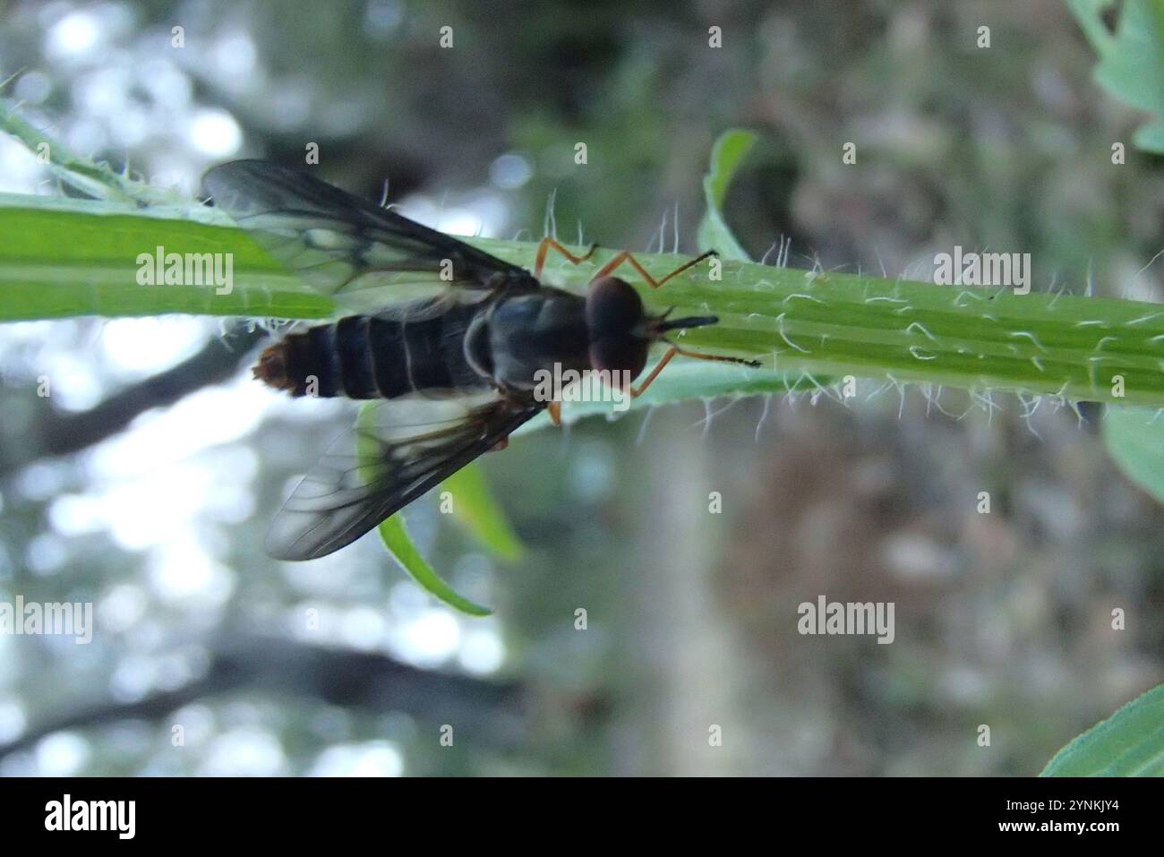 Horse and Deer Flies (Tabanidae Stock Photo - Alamy