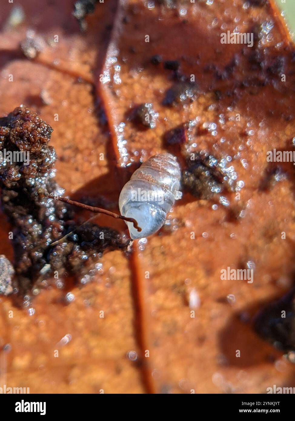 Common Chrysalis-Snail (Lauria cylindracea Stock Photo - Alamy