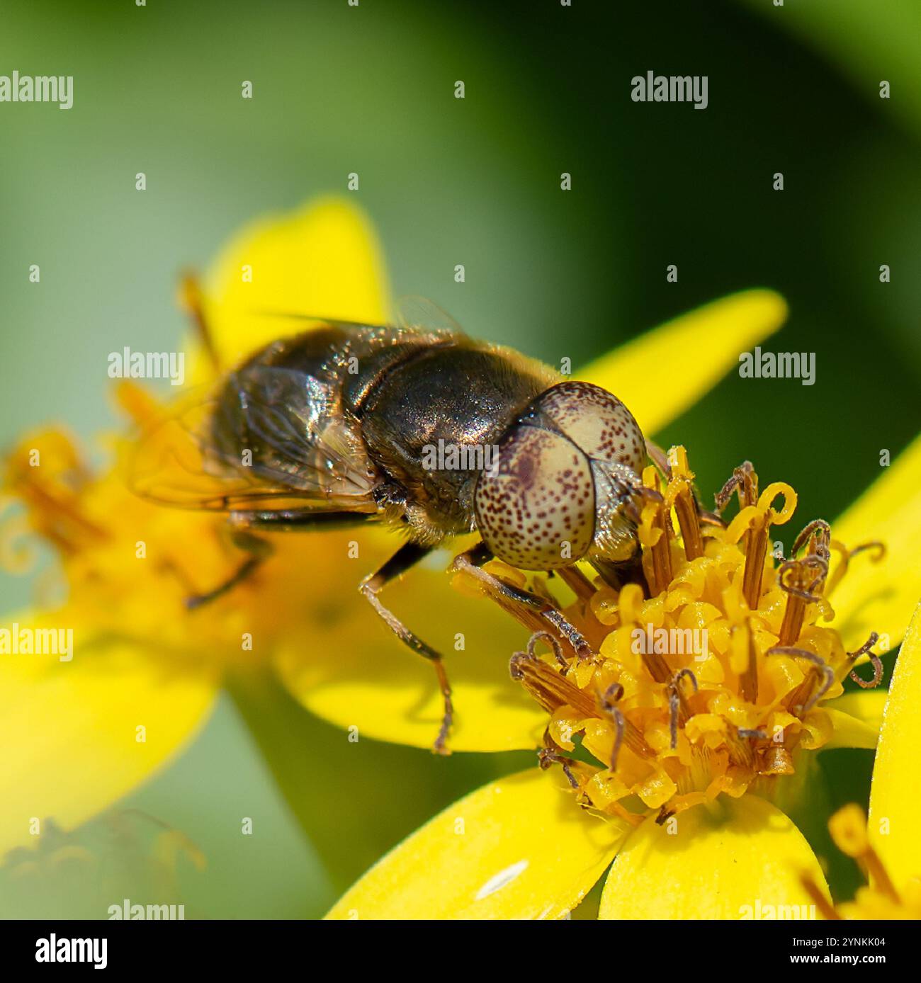 Common Lagoon Fly (Eristalinus aeneus Stock Photo - Alamy