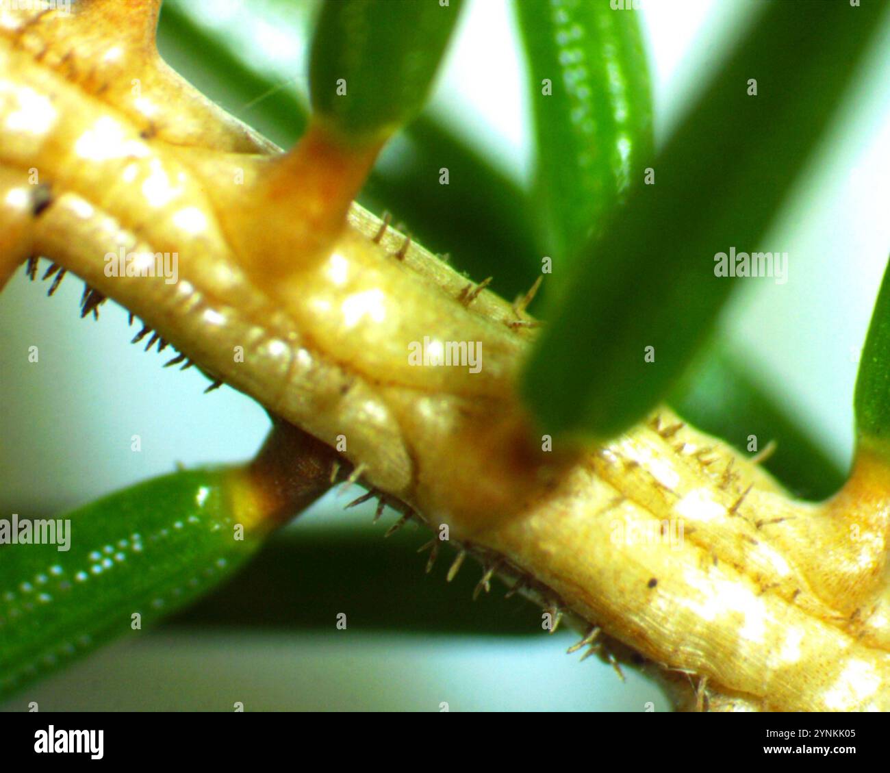 red spruce (Picea rubens Stock Photo - Alamy