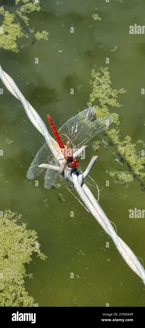 Scarlet Percher (Diplacodes haematodes Stock Photo - Alamy