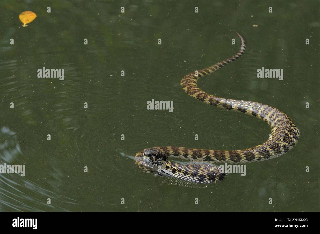 Mangrove Viper (Trimeresurus purpureomaculatus Stock Photo - Alamy