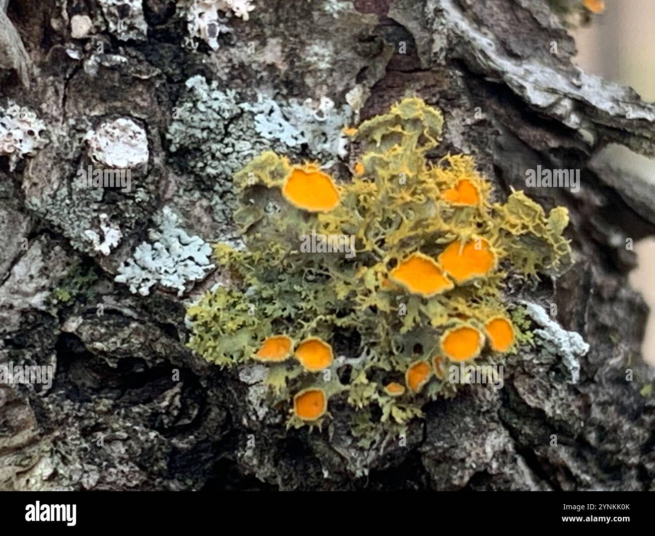 Golden-eye Lichen (Teloschistes chrysophthalmus Stock Photo - Alamy