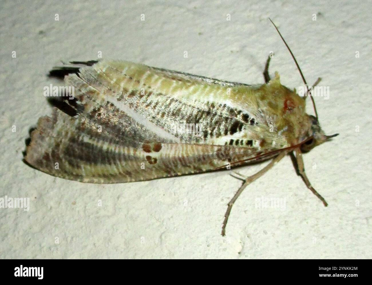 Dot-underwing Moth (Eudocima materna Stock Photo - Alamy