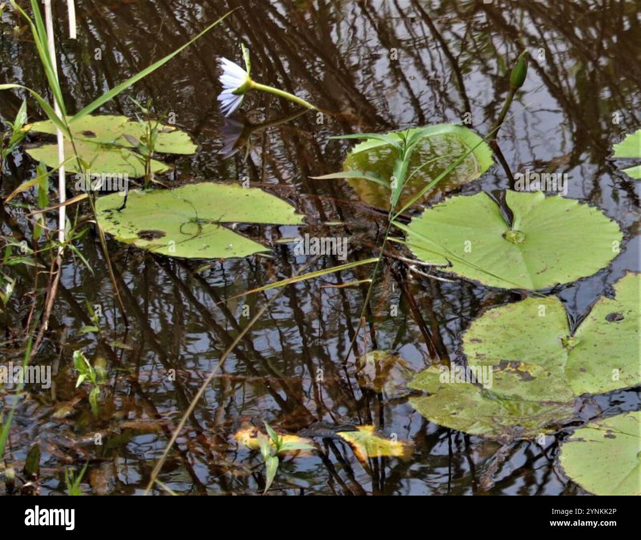 Blue Water Lily (Nymphaea nouchali caerulea Stock Photo - Alamy