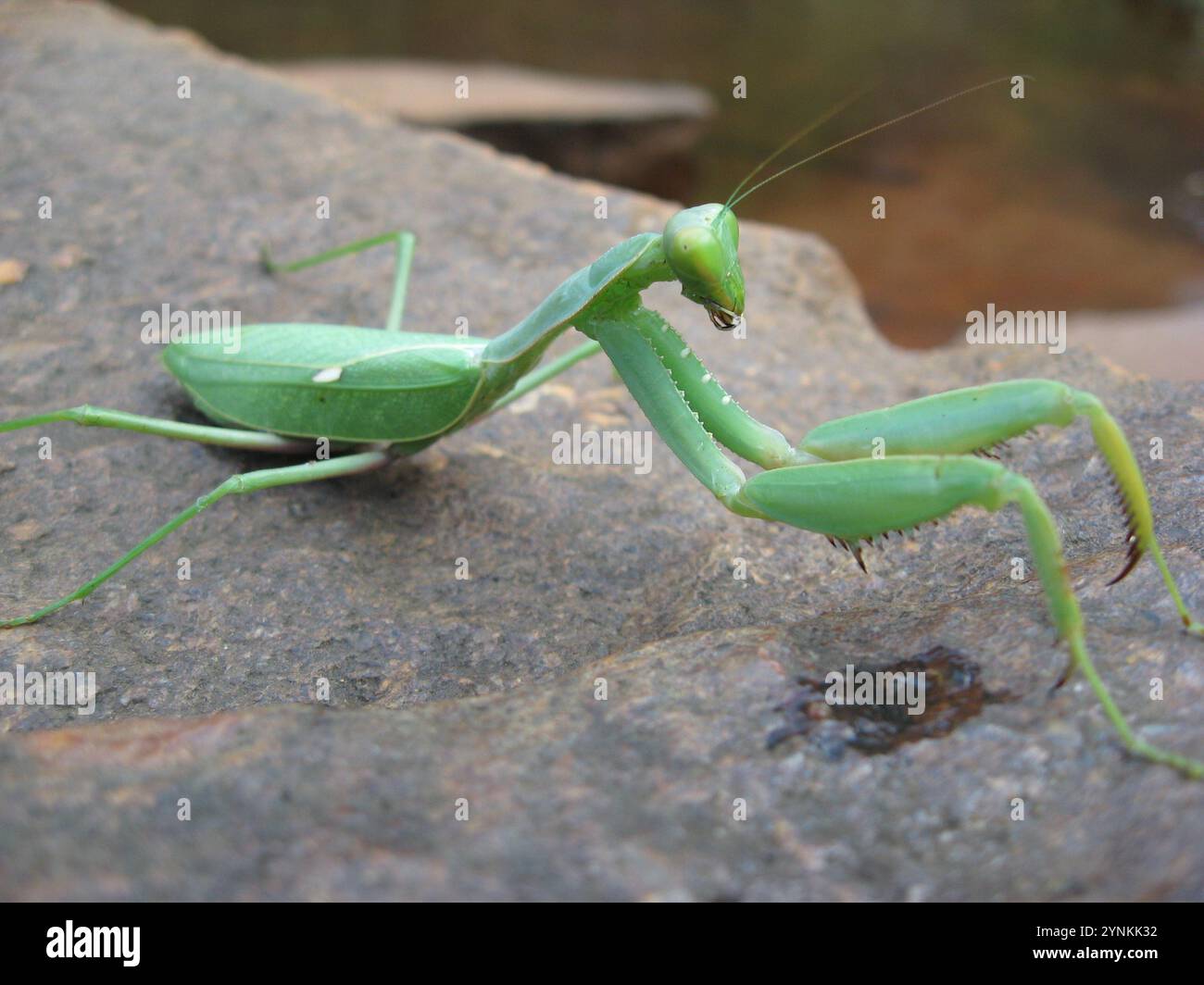 Common Green Mantis (Sphodromantis gastrica Stock Photo - Alamy