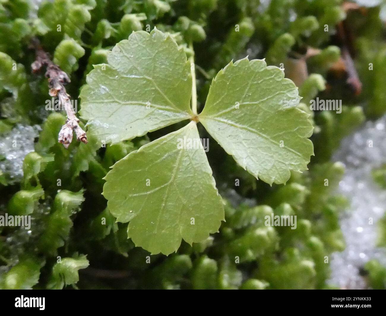 threeleaf goldthread (Coptis trifolia Stock Photo - Alamy