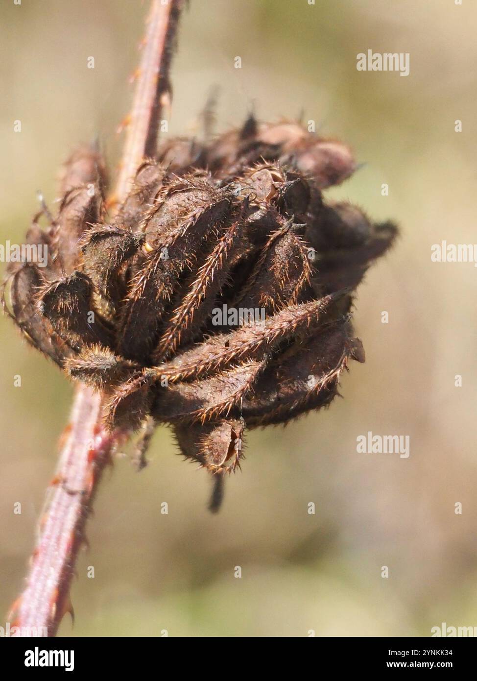 False mimosa hi-res stock photography and images - Alamy