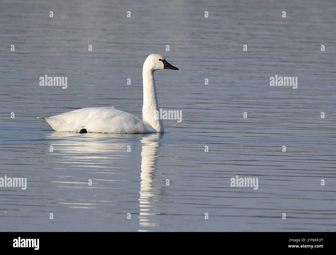 Tundra Swan (Cygnus columbianus Stock Photo - Alamy