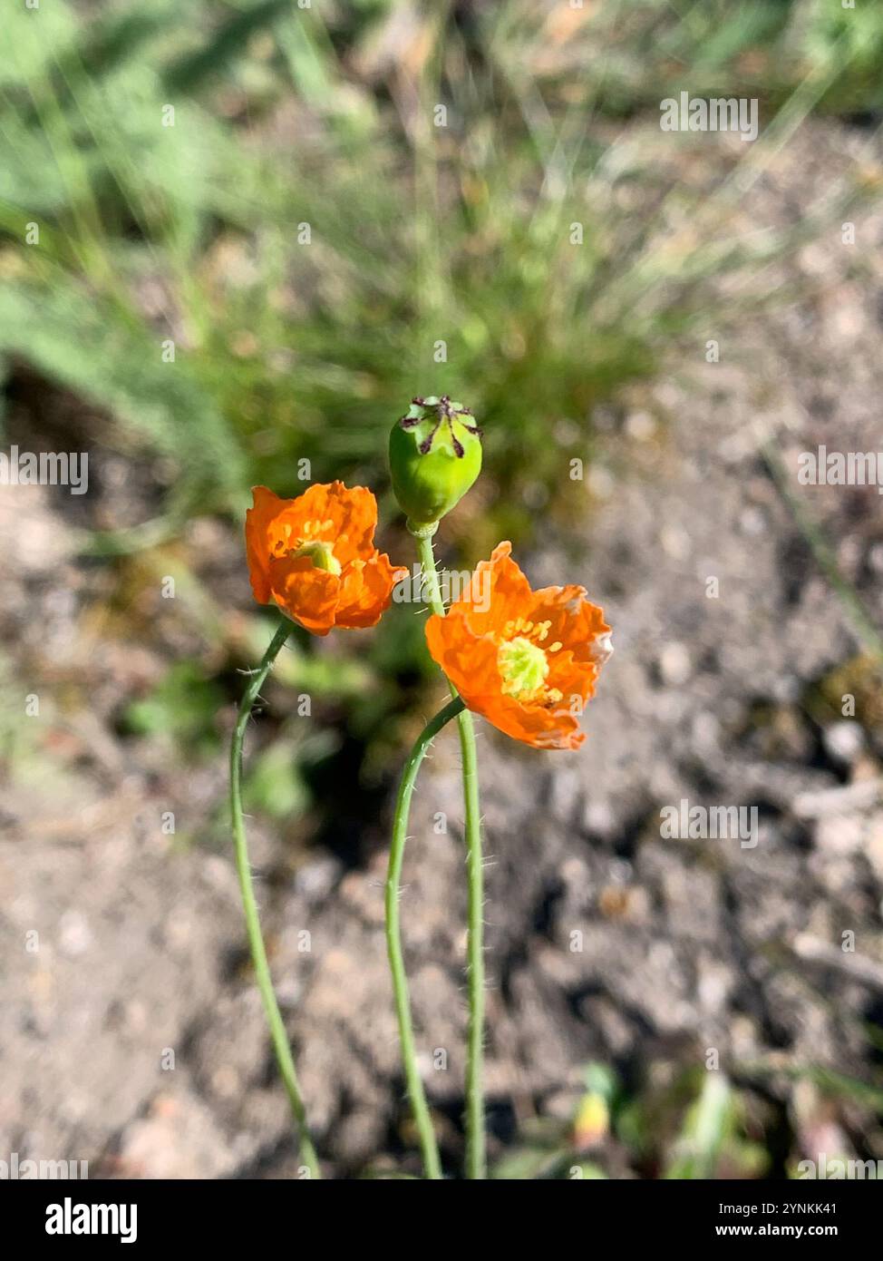 fire poppy (Papaver californicum Stock Photo - Alamy