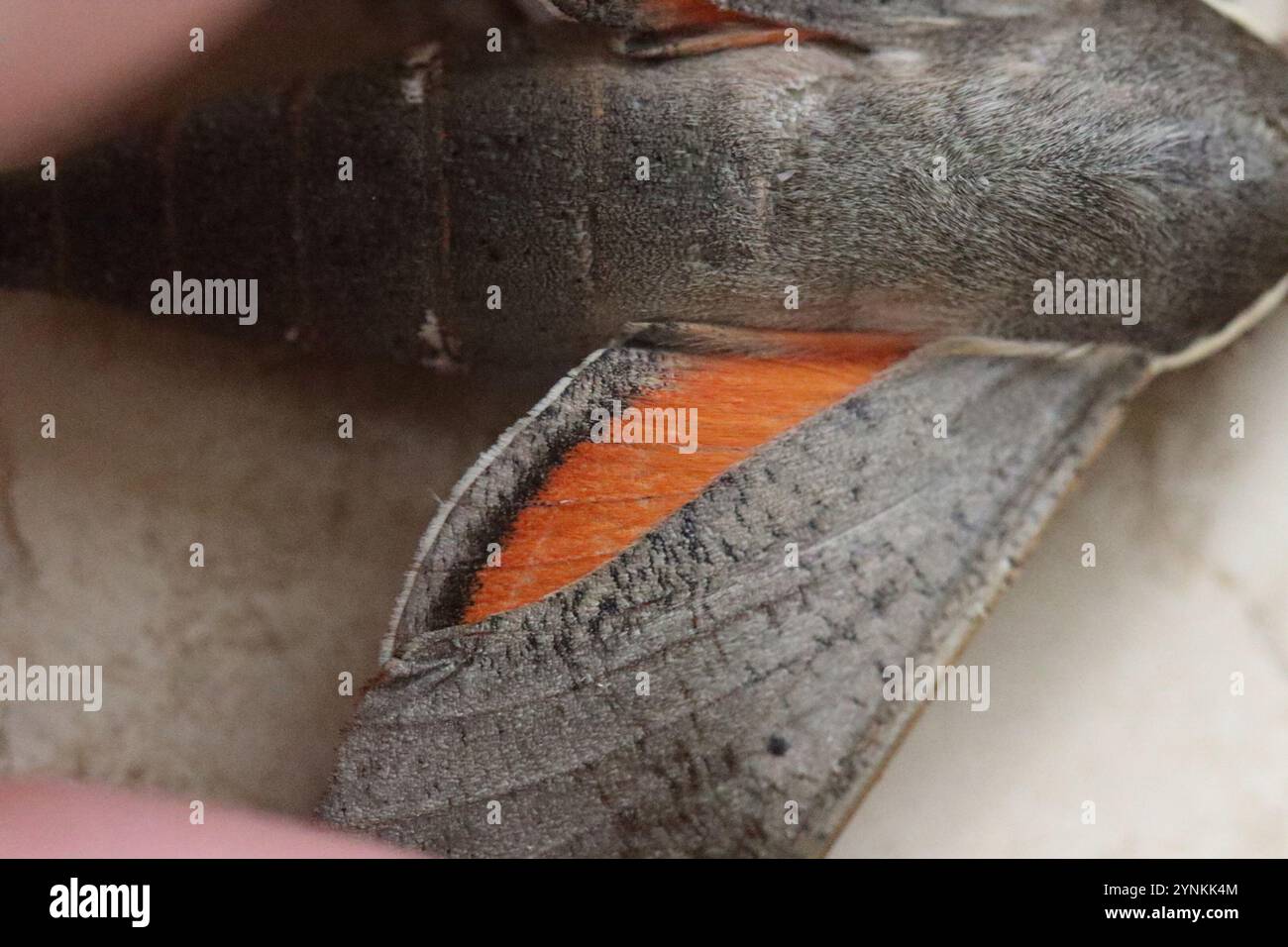 Coprosma Hawk Moth (Hippotion scrofa Stock Photo - Alamy