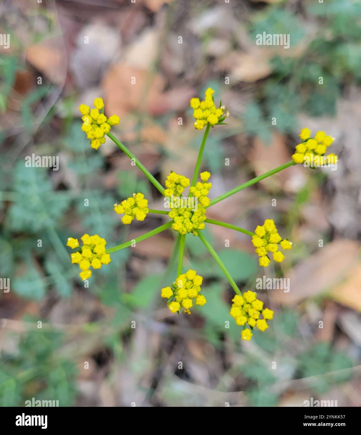 small-leaved lomatium (Lomatium parvifolium Stock Photo - Alamy